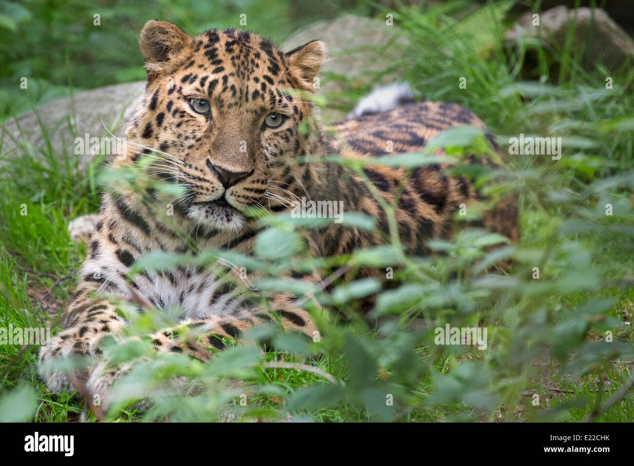 Endangered amur leopard hi-res stock photography and images - Alamy