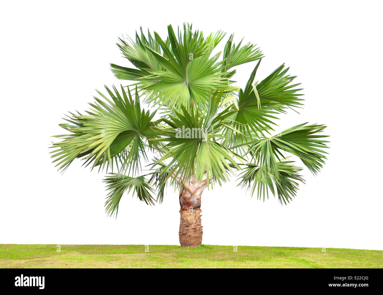 palm tree with path Stock Photo - Alamy