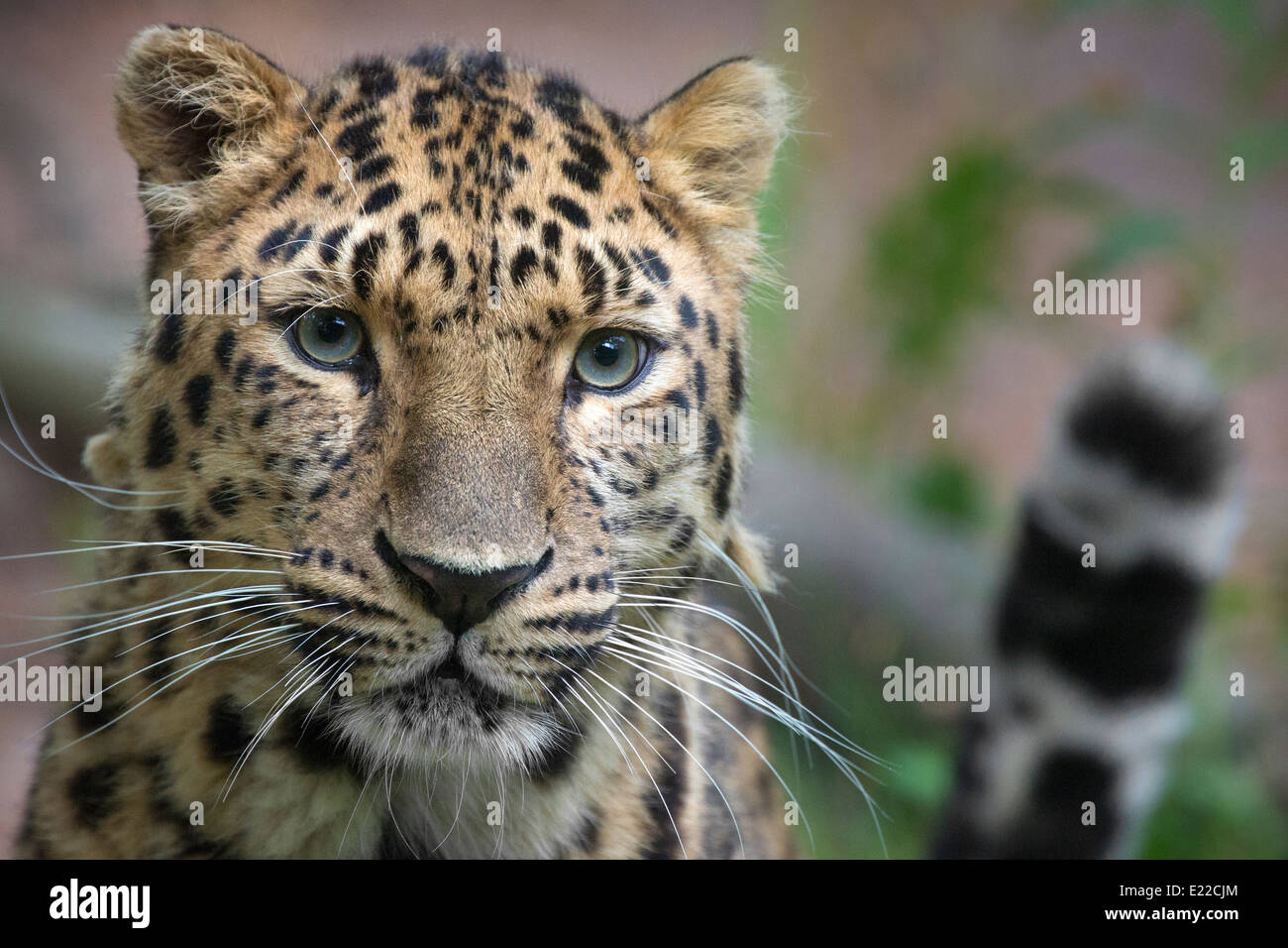 Amur leopard endangered hi-res stock photography and images - Alamy