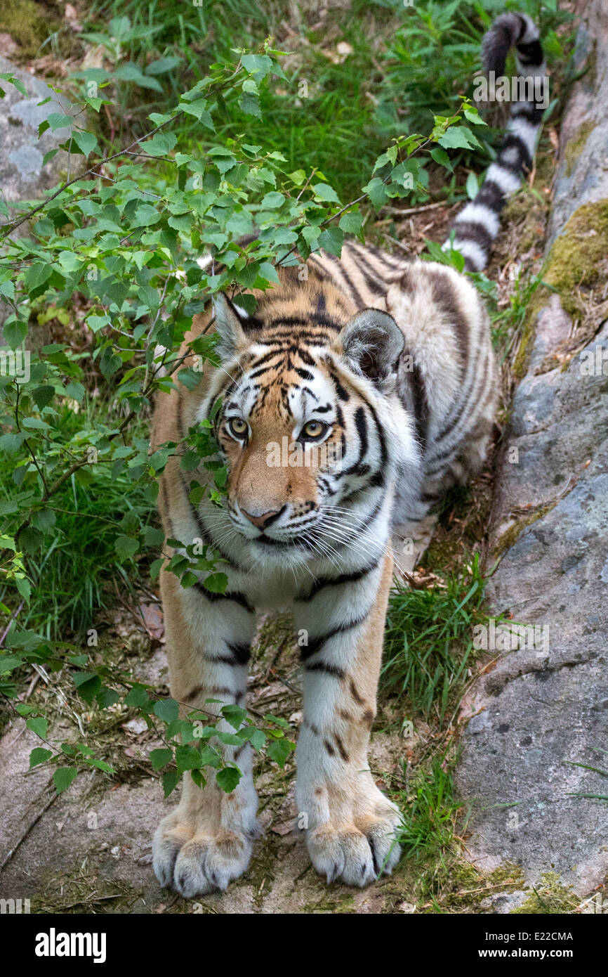 Endangered amur tiger hi-res stock photography and images - Alamy