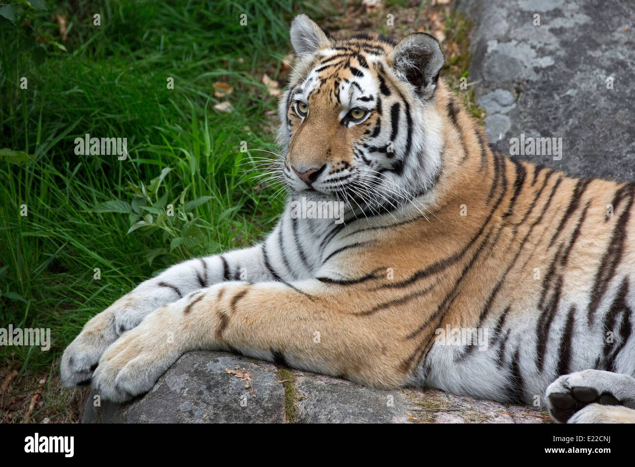 Endangered amur tiger hi-res stock photography and images - Alamy