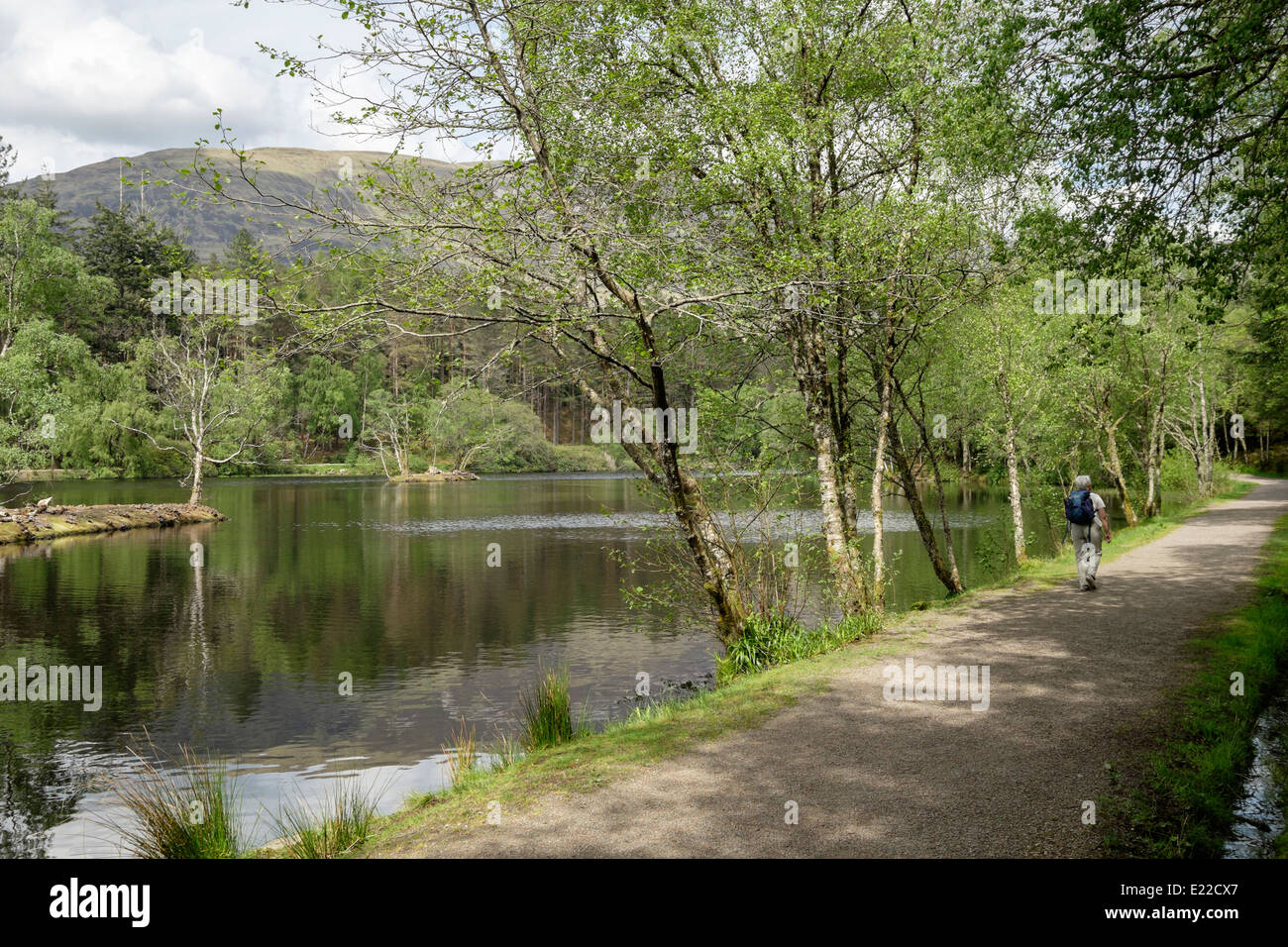Scottish woodland walks hi-res stock photography and images - Alamy