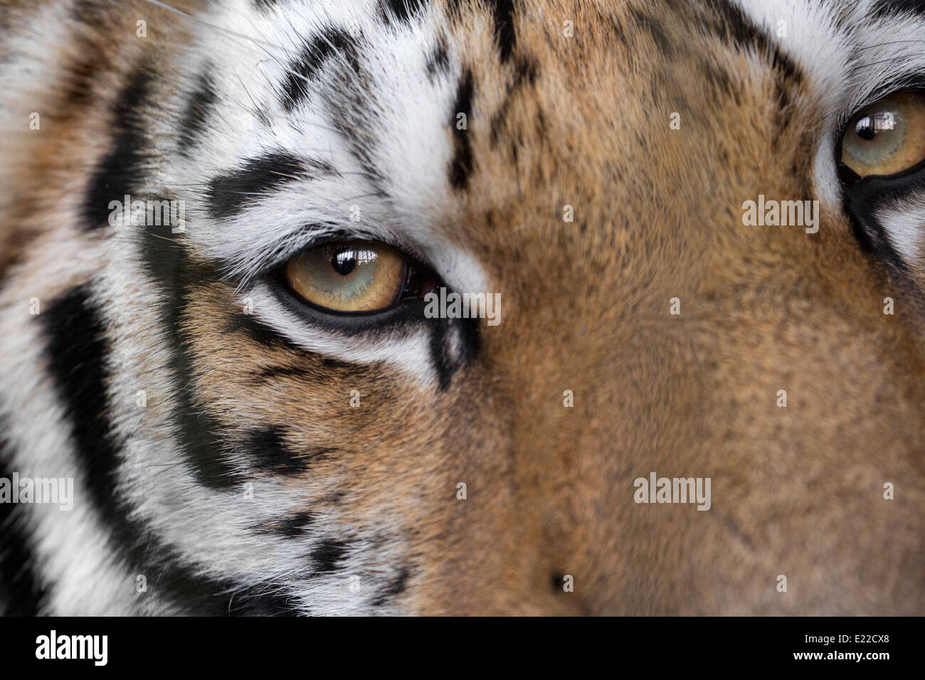 Tiger eye close up hi-res stock photography and images - Alamy
