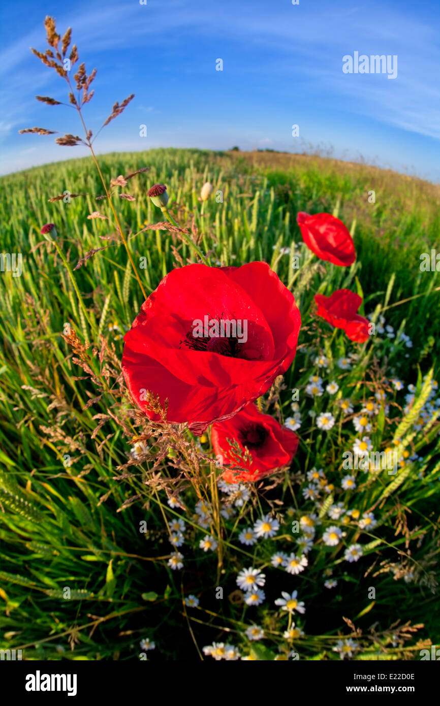red poppy flower via fish eye over blue sky Stock Photo - Alamy