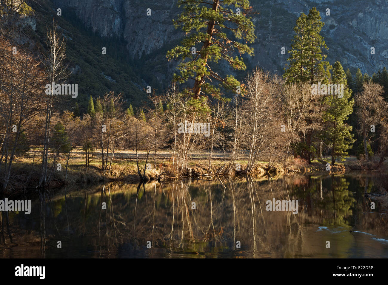 CALIFORNIA - Trees reflecting in the Merced River below Sentinel Bridge ...