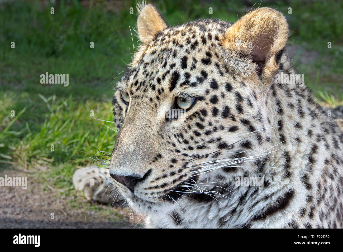 Persian leopard panthera pardus saxicolor ciscaucasica hi-res stock ...