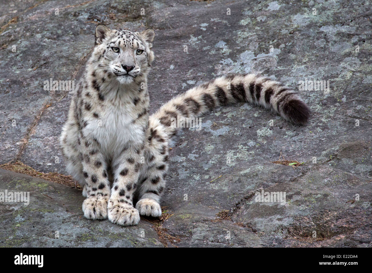 Leopard tail hi-res stock photography and images - Alamy