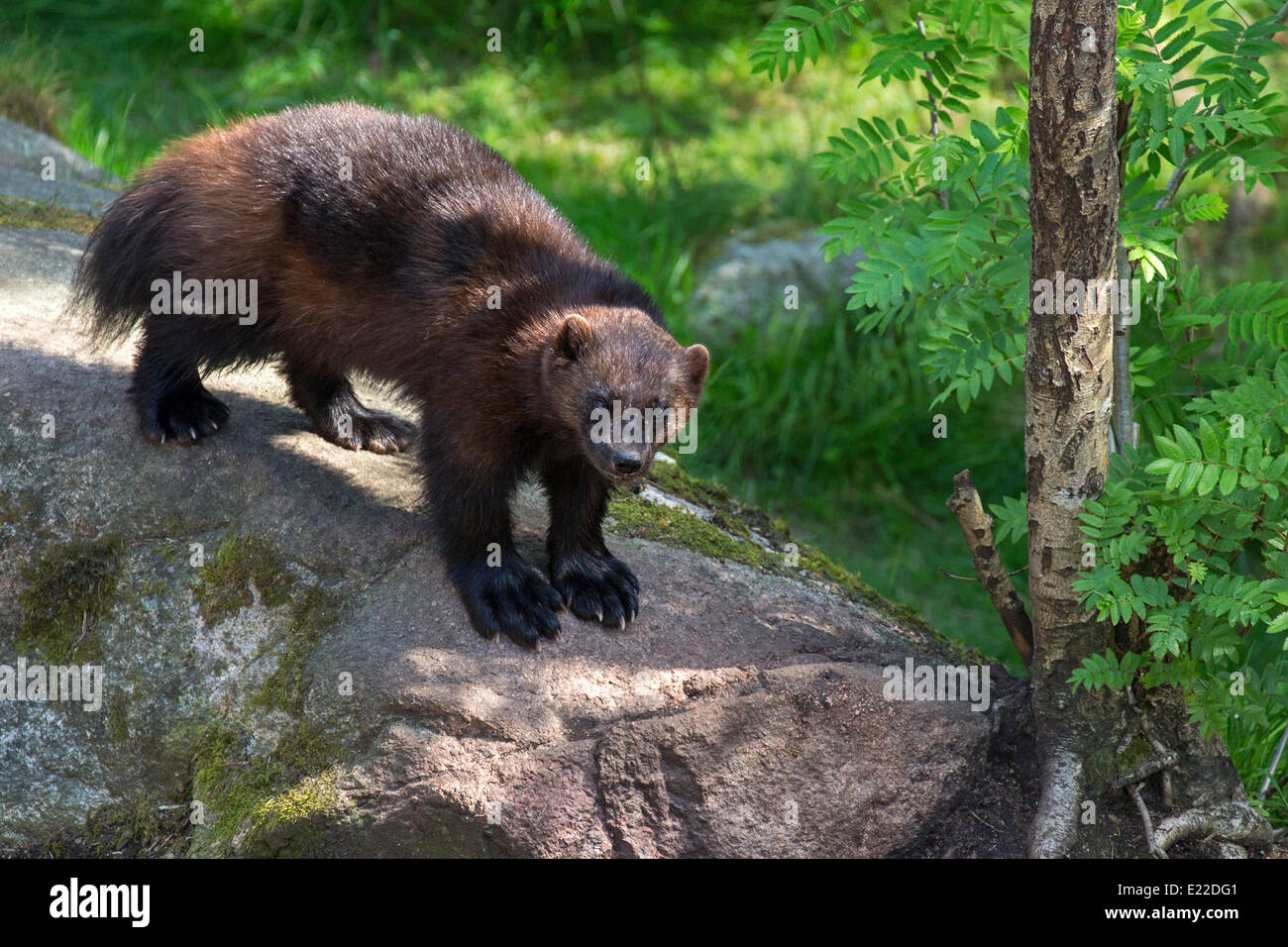 Wolverine Gulo Gulo Stock Photos & Wolverine Gulo Gulo Stock Images - Alamy