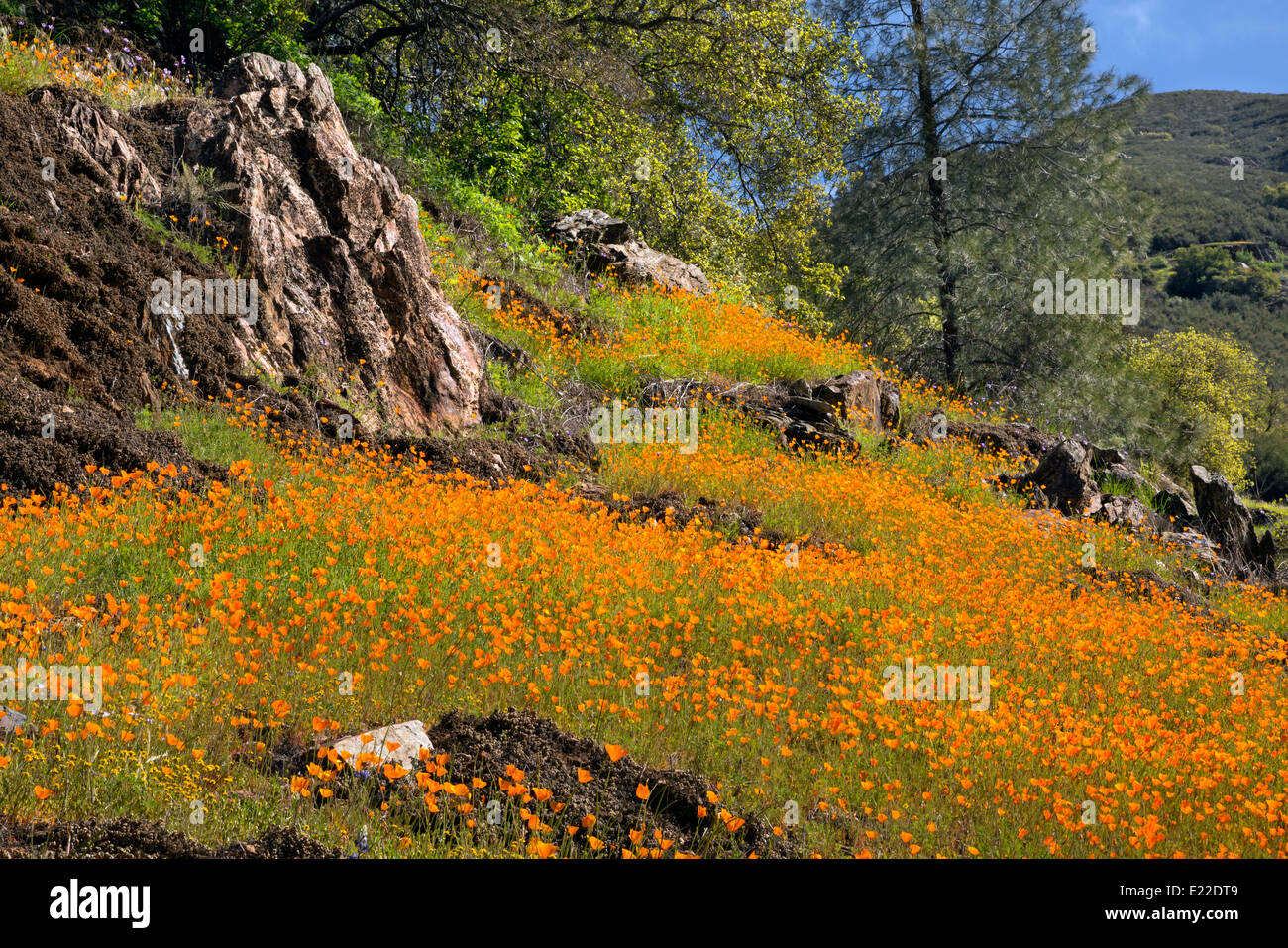CA02210-00...CALIFORNIA - Hillside covered with poppies along the Hite ...