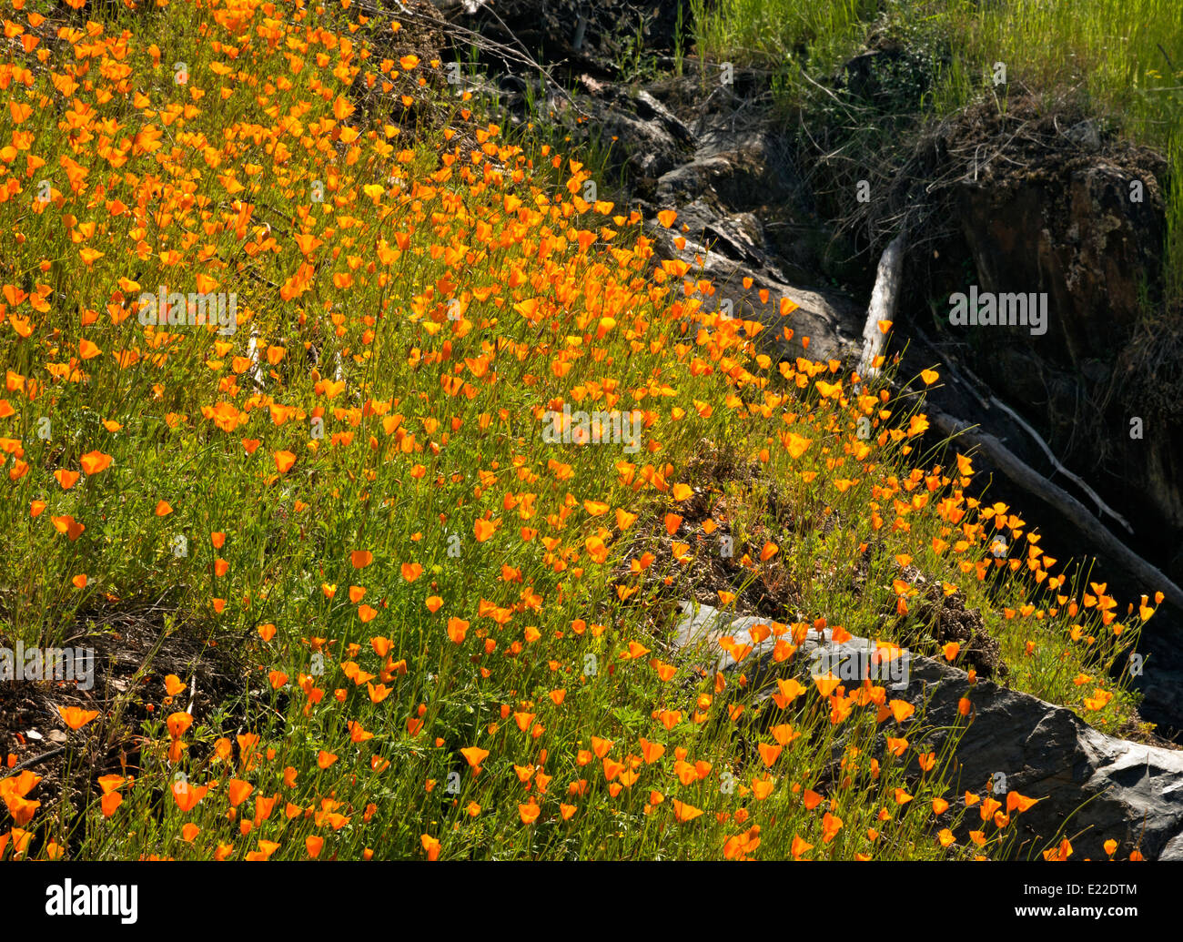 California hillside hi-res stock photography and images - Alamy