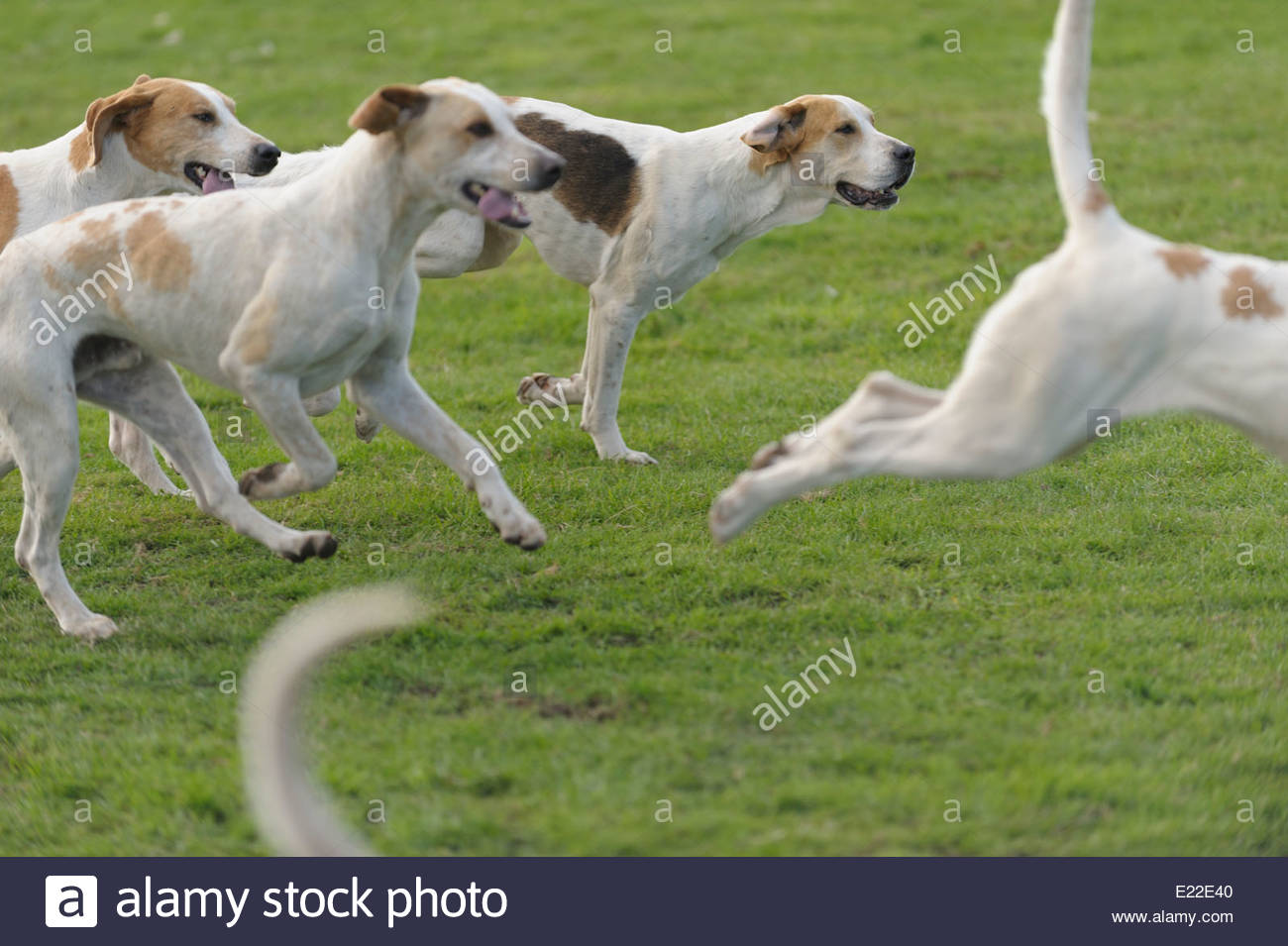 Percy Hunt Stock Photos & Percy Hunt Stock Images - Alamy