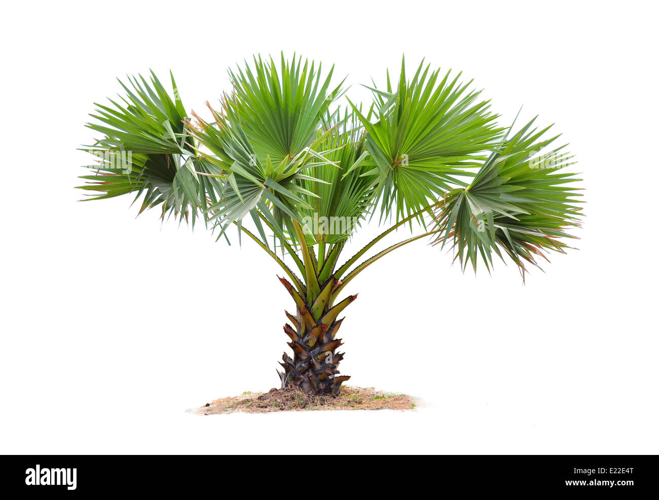 Palm tree isolated Stock Photo - Alamy Palm tree isolated Stock Photo - Alamy