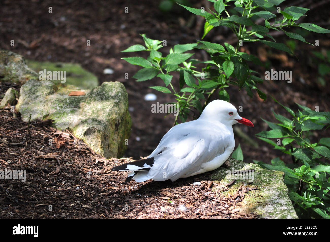 Bird with red beak hi-res stock photography and images - Alamy
