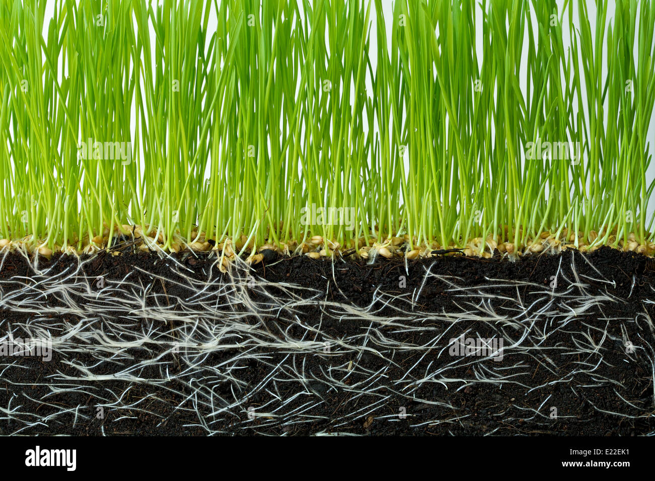 Wheat seedlings and Soil Stock Photo - Alamy