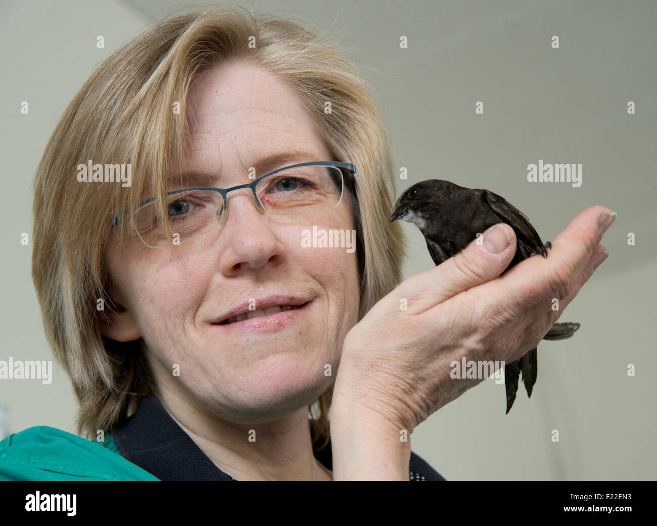 Mauersegler hi-res stock photography and images - Alamy