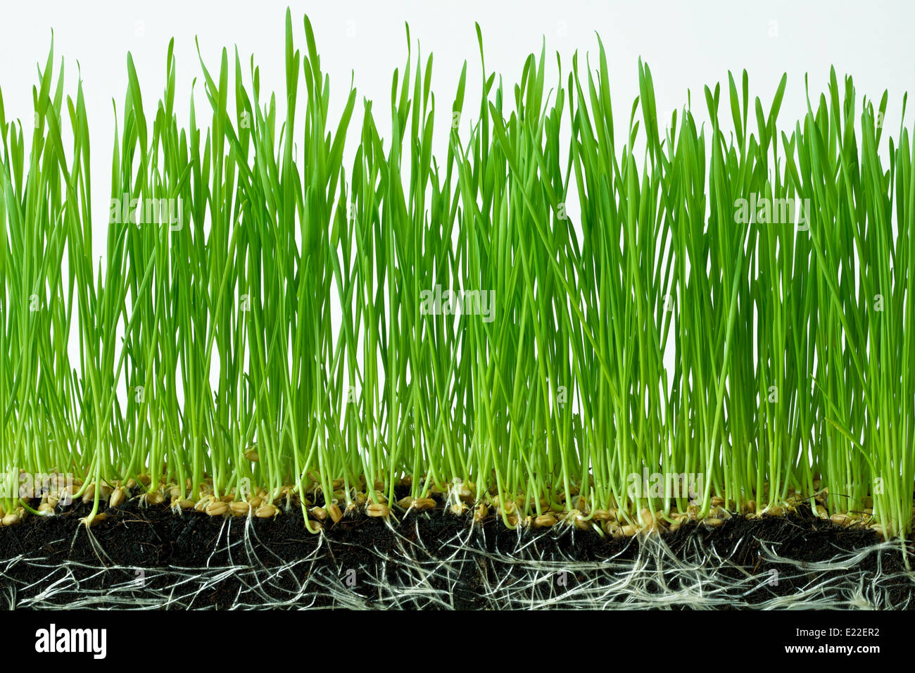 Wheat seedlings and Soil Stock Photo - Alamy