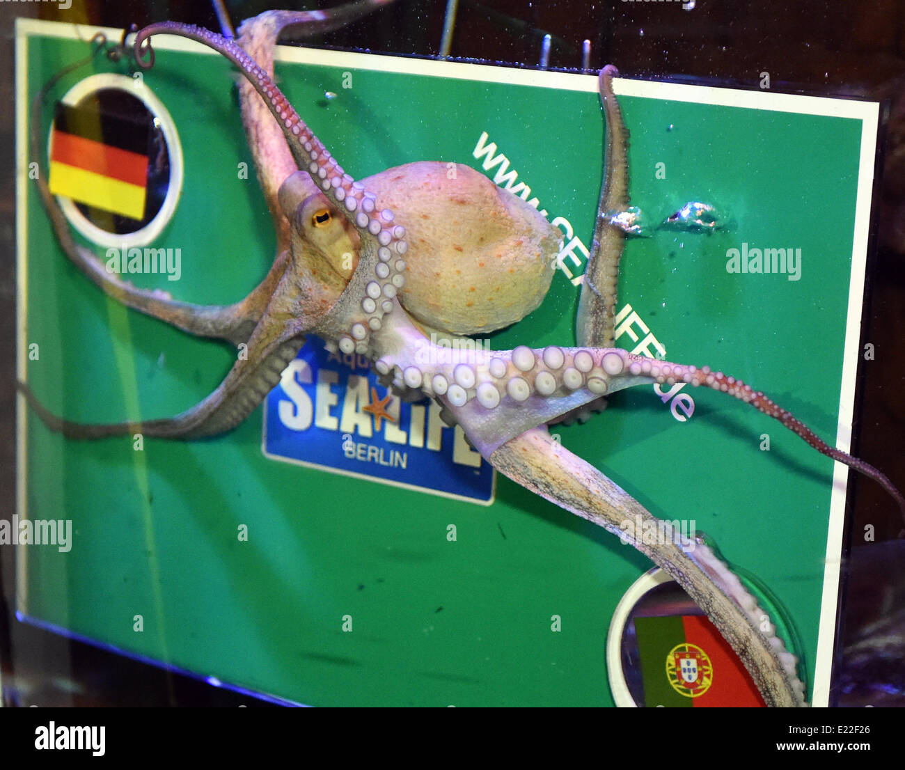 The female octopus Regina from the Sea-Life-Aquarium Berlin predicts a ...