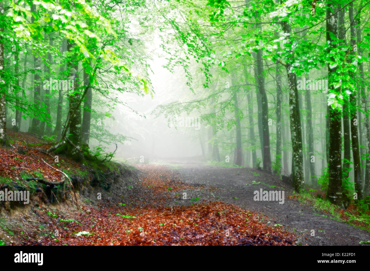 path in the foggy forest Stock Photo - Alamy
