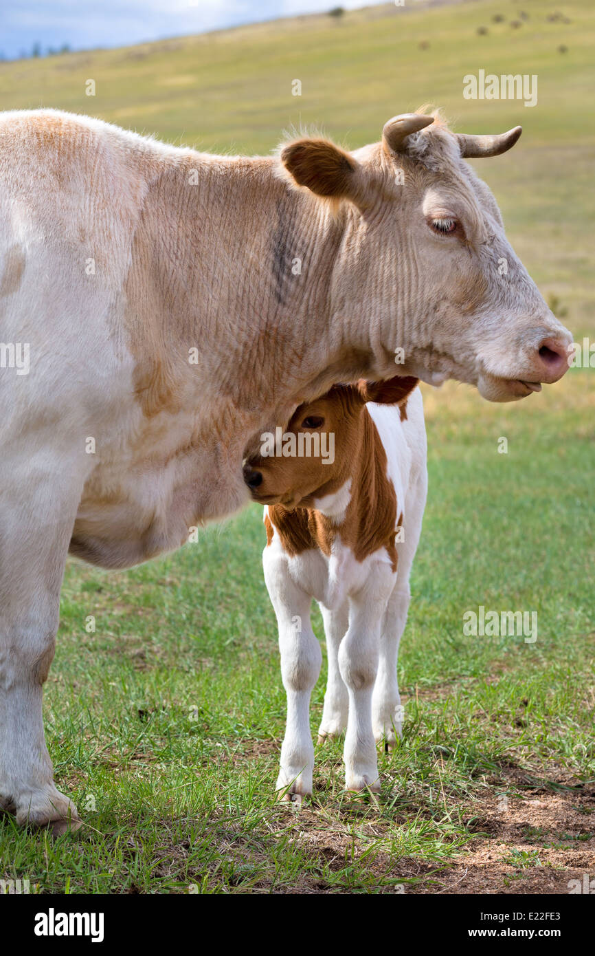 Bull calf hi-res stock photography and images - Alamy