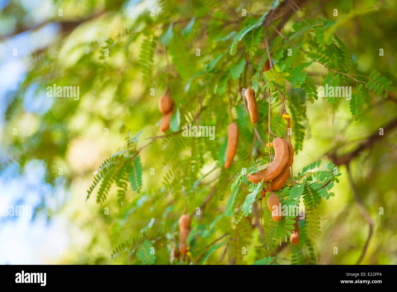 branch of tamarind on green bright background Stock Photo - Alamy