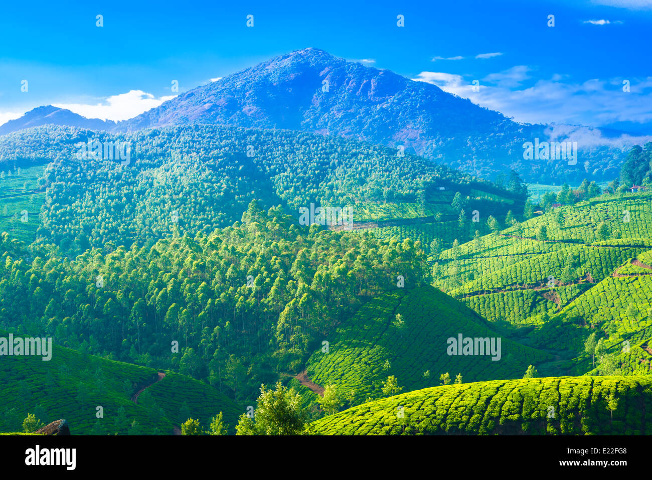 beautiful landscape of the tea plantations in India Stock Photo - Alamy