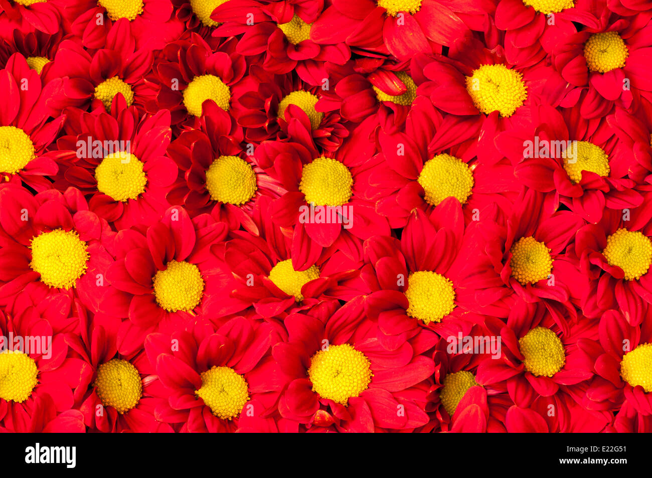 Red Gerbera flowers background Stock Photo - Alamy