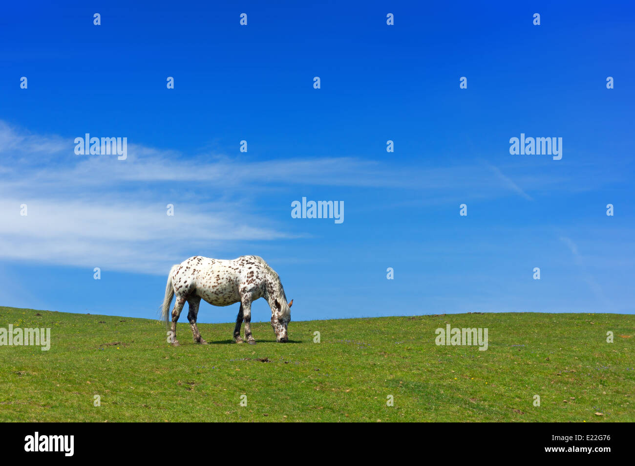 Appaloosa horse hi-res stock photography and images - Alamy