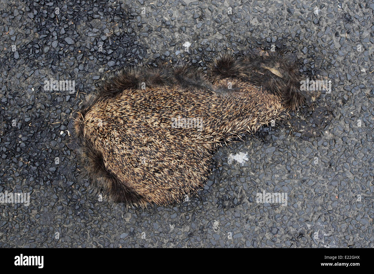 squashed hedgehog road kill Stock Photo - Alamy