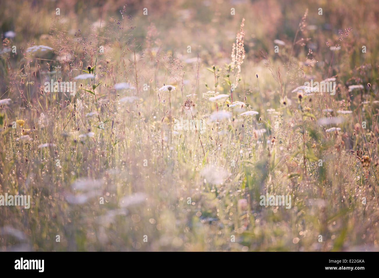 Summer meadow background Stock Photo - Alamy
