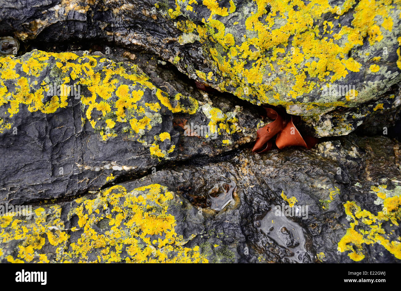 Patterns in rocks on the coast Stock Photo - Alamy