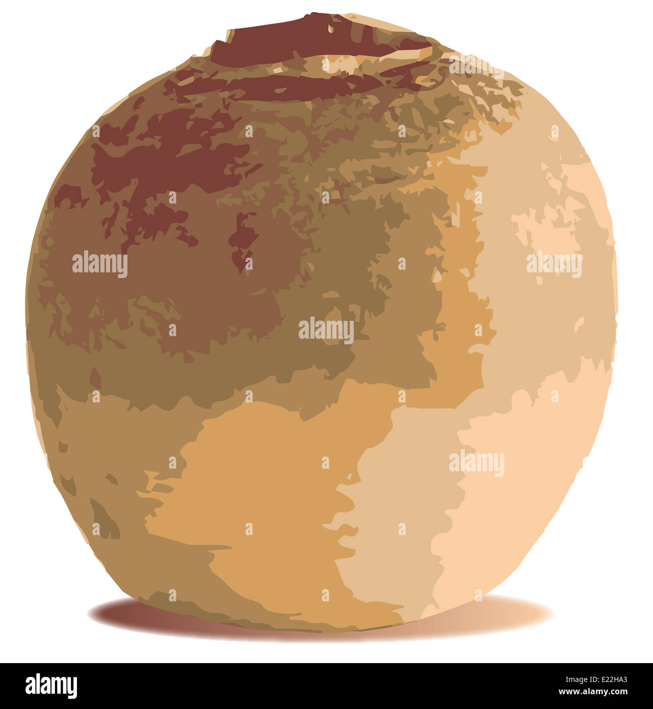 A typical swede vegetable isolated on a white background Stock Photo ...