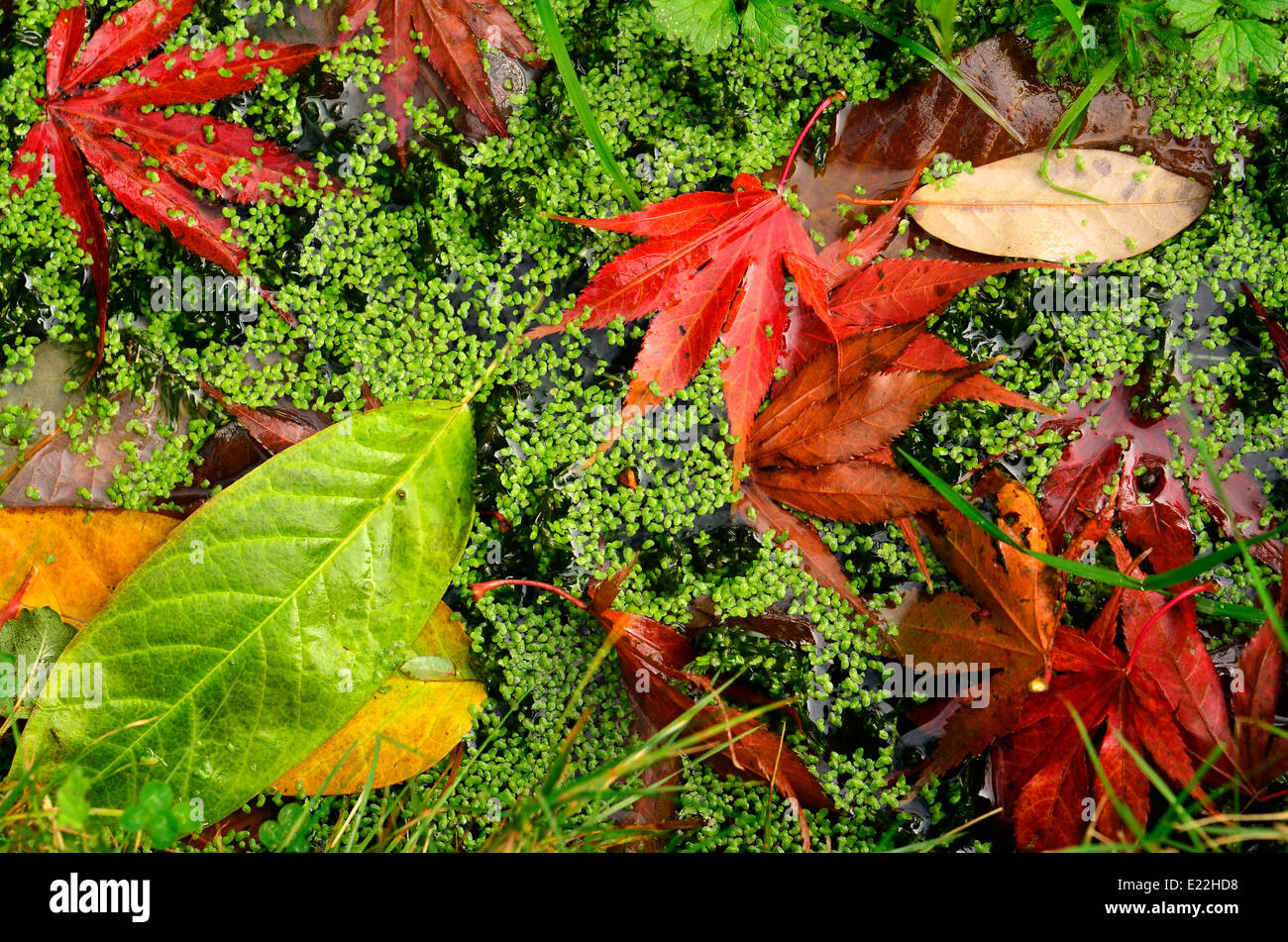 autumn leaves acer and cherry Stock Photo - Alamy