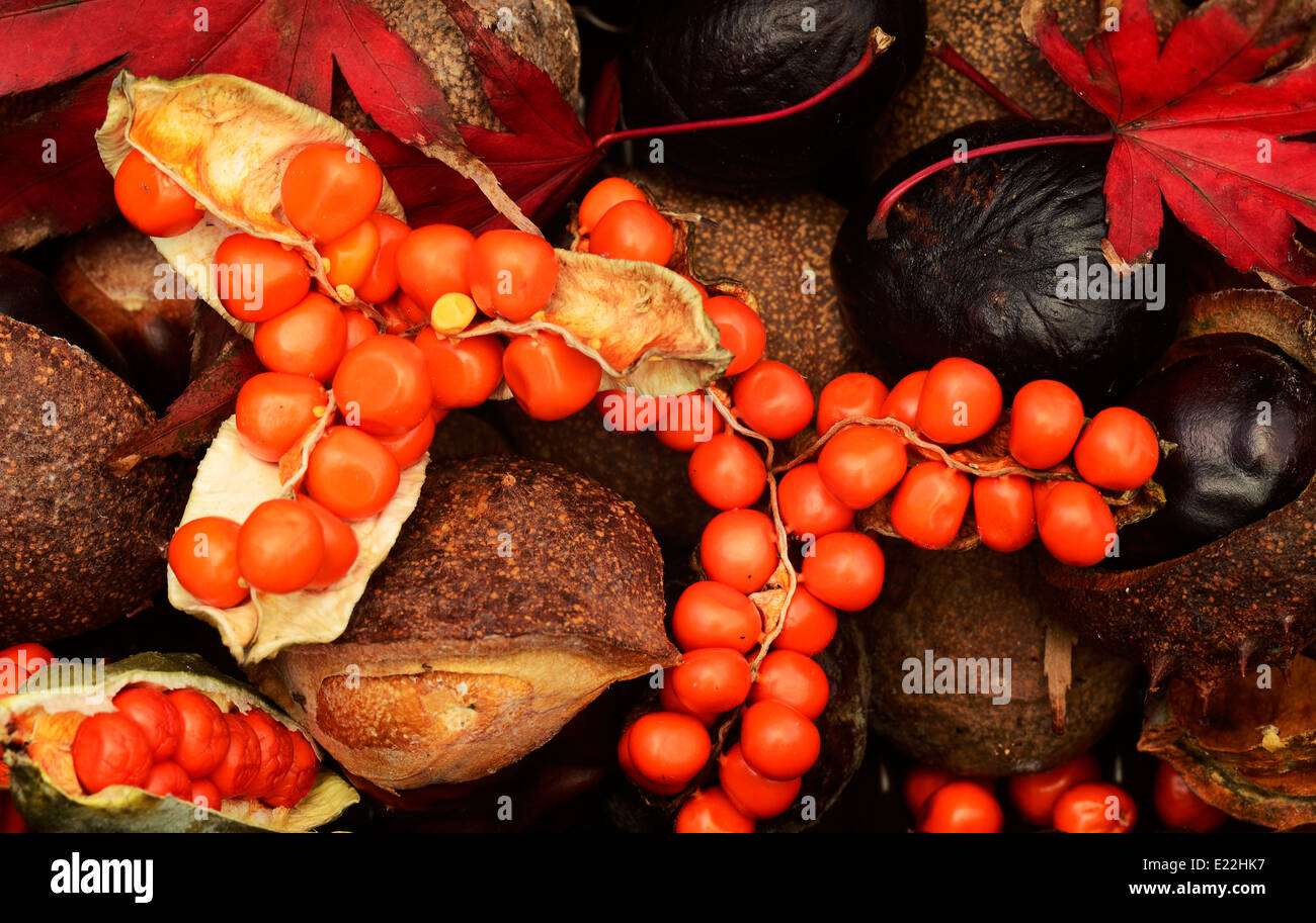 seed pods chestnuts autumn leaves Stock Photo - Alamy