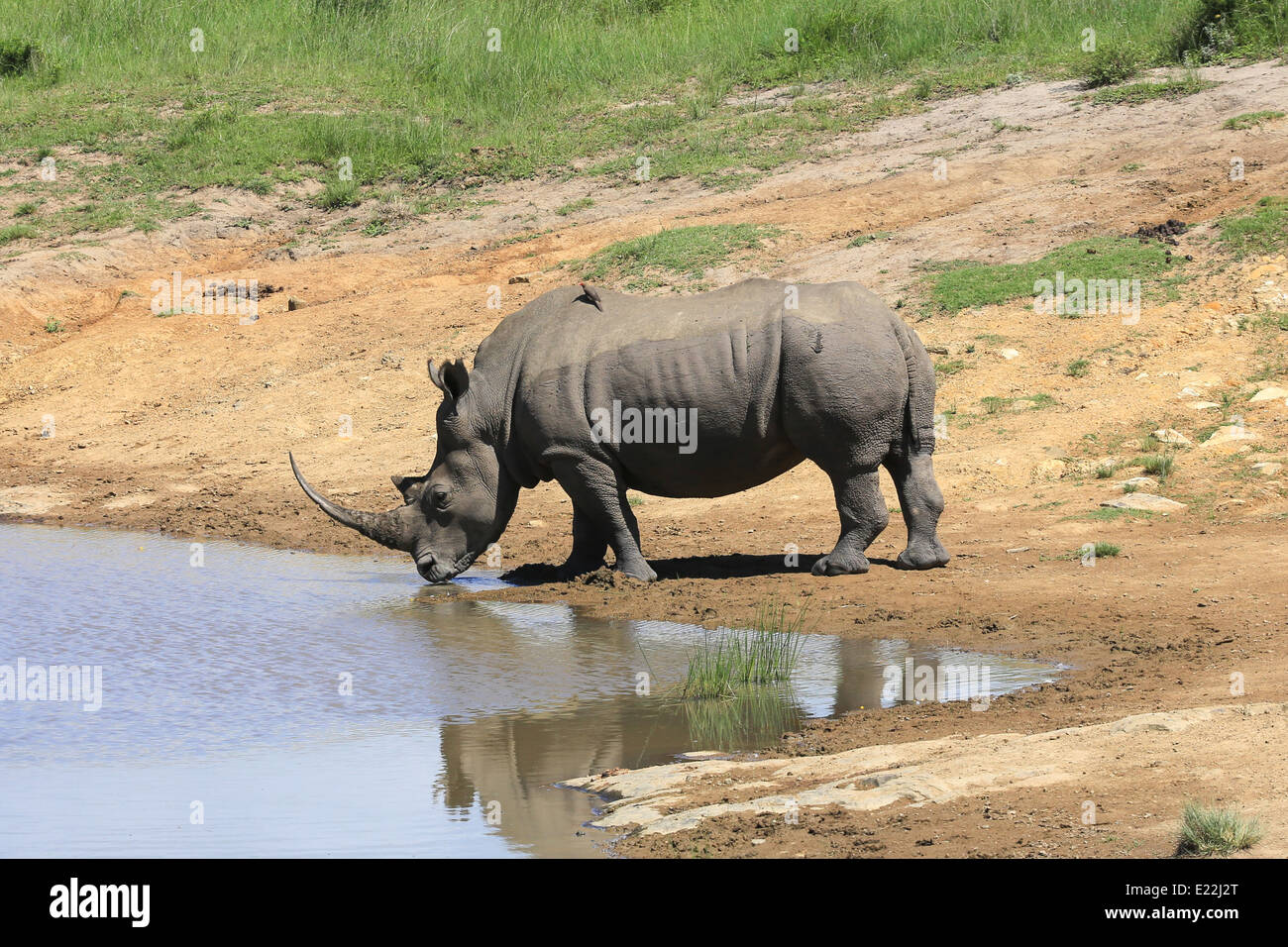 White rhinoceros and oxpecker at a water hole at the Mpongo Private ...