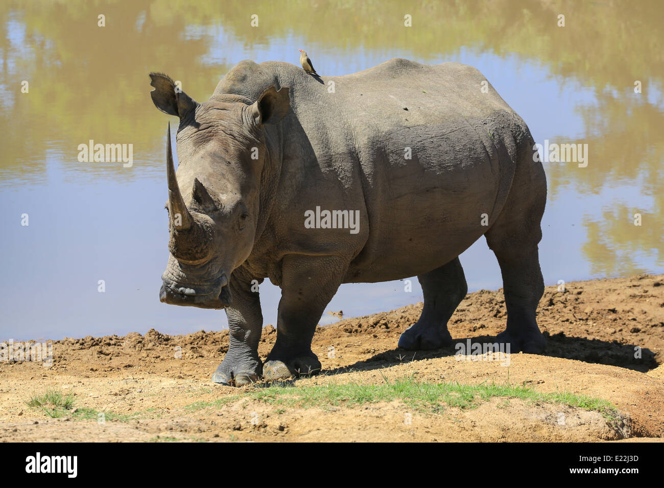 White rhinoceros and oxpecker at a water hole at the Mpongo Private ...