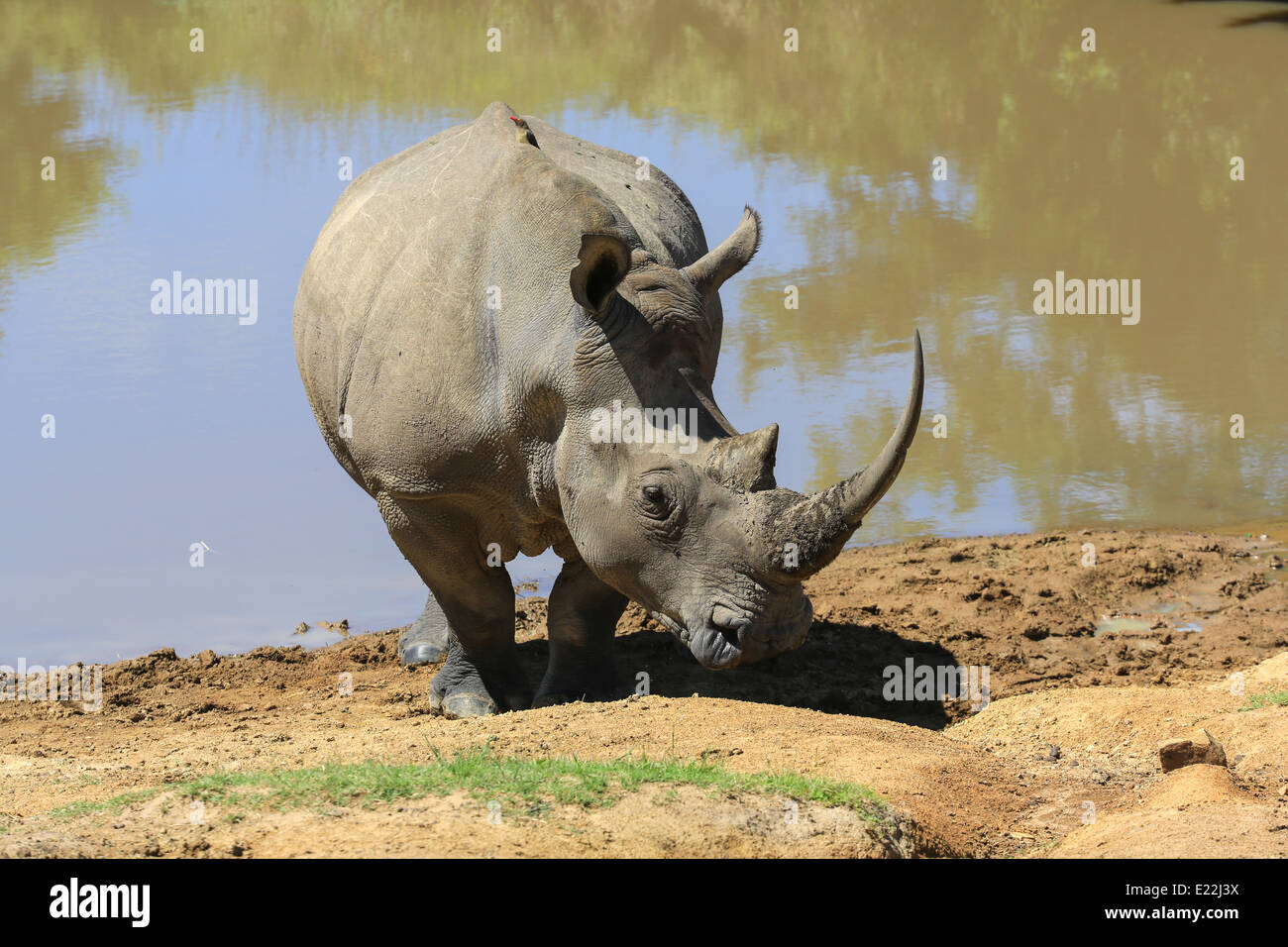 White rhinoceros and oxpecker at a water hole at the Mpongo Private ...