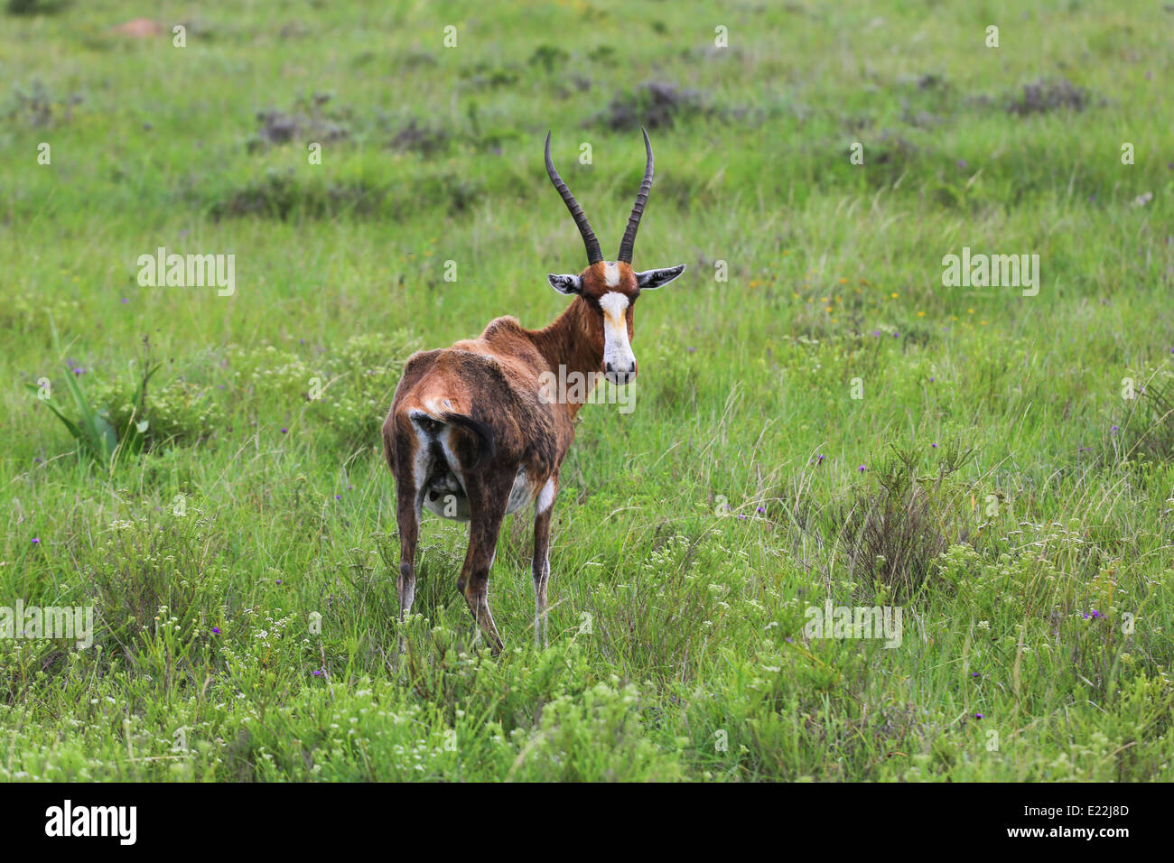 Blesbok antelope wildlife africa hi-res stock photography and images ...