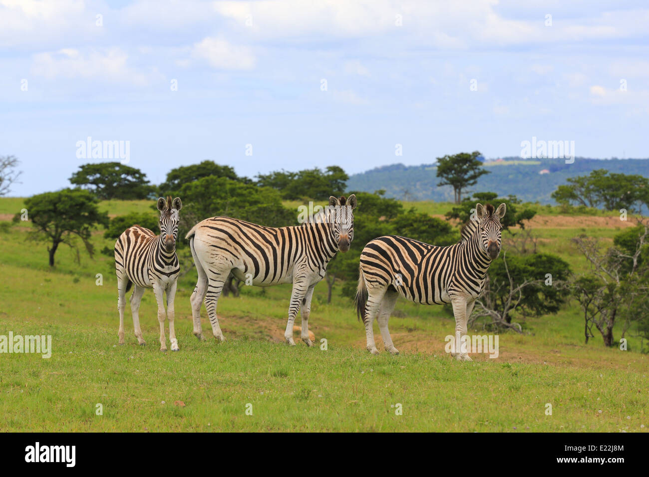 Three animals standing hi-res stock photography and images - Alamy
