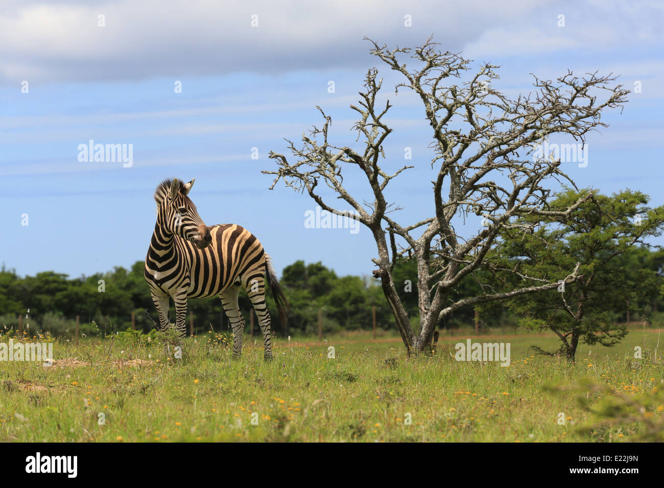 Mpongo private game reserve hi-res stock photography and images - Alamy