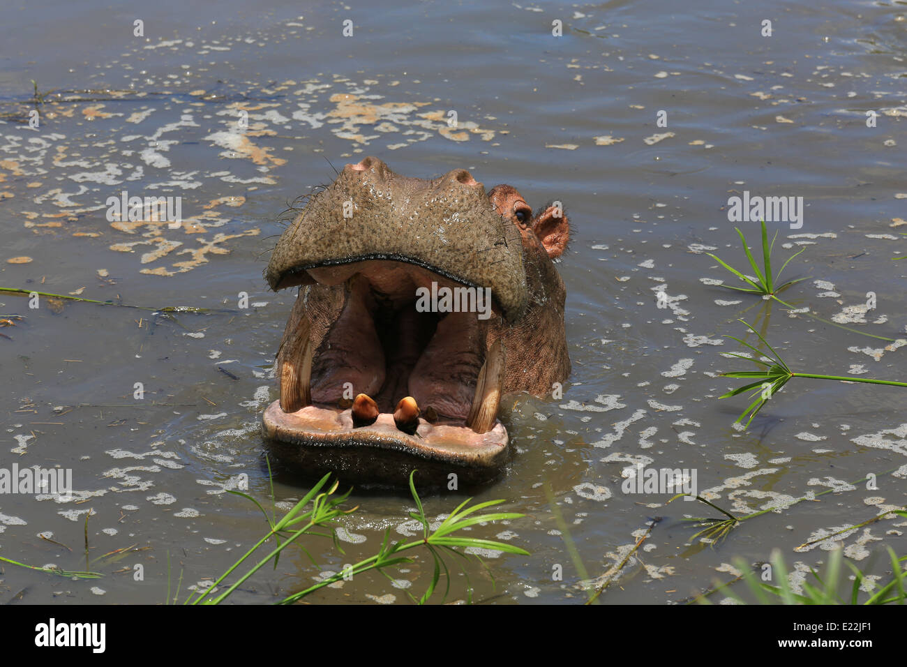 Hippopotamus with its mouth wide open in a pond at Mpongo Private Game ...