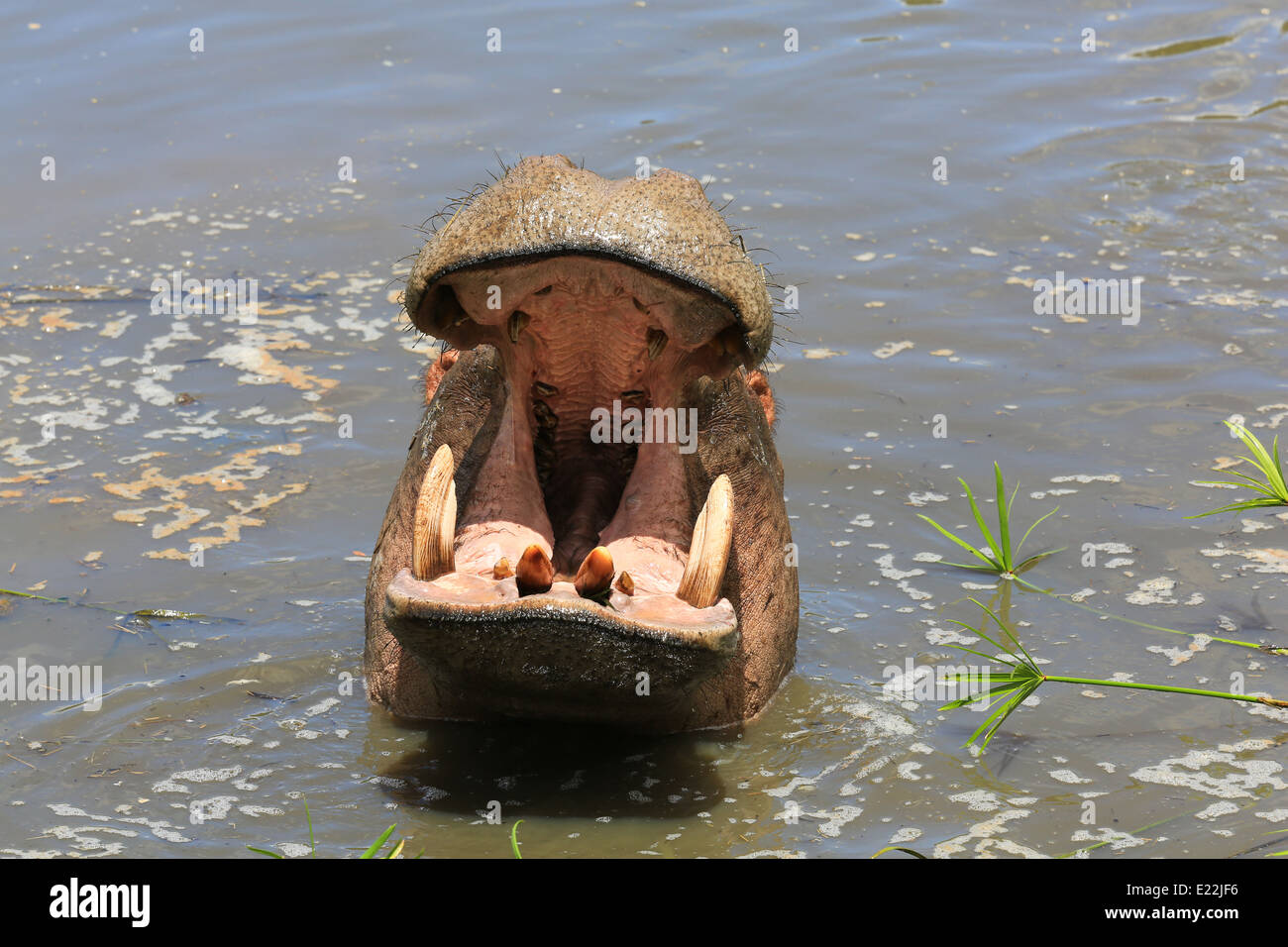 Hippopotamus with its mouth wide open in a pond at Mpongo Private Game ...