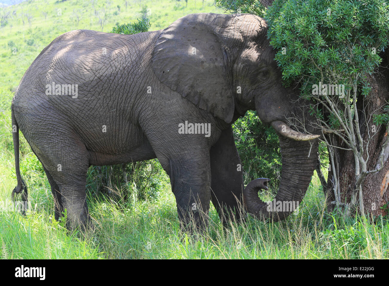 Durban grass hi-res stock photography and images - Alamy