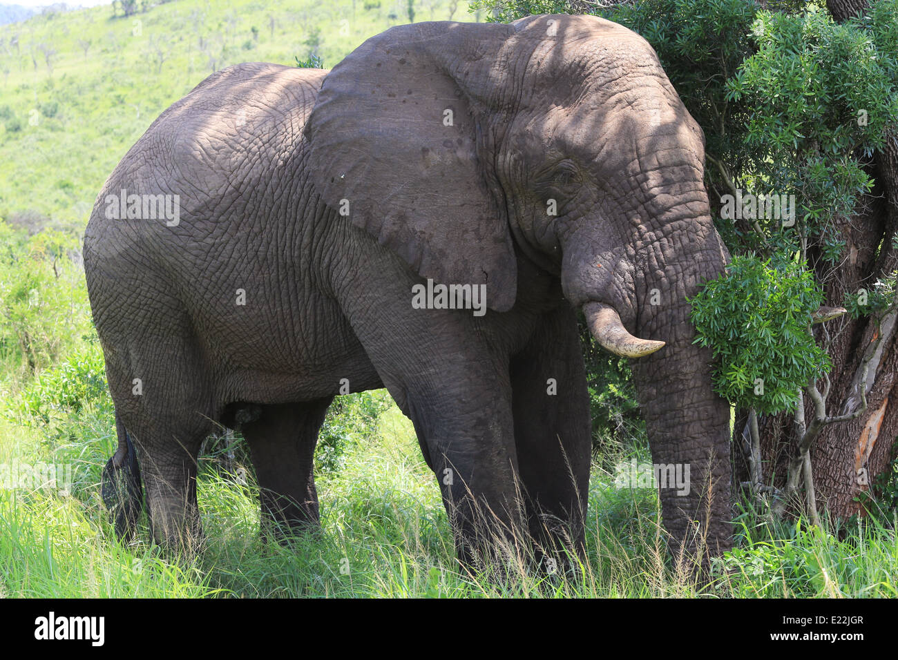 An elephant rests against a tree on the Tala Private Game Reserve, 38 ...