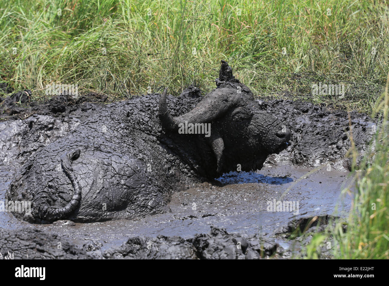 Buffalo wallow hi-res stock photography and images - Alamy