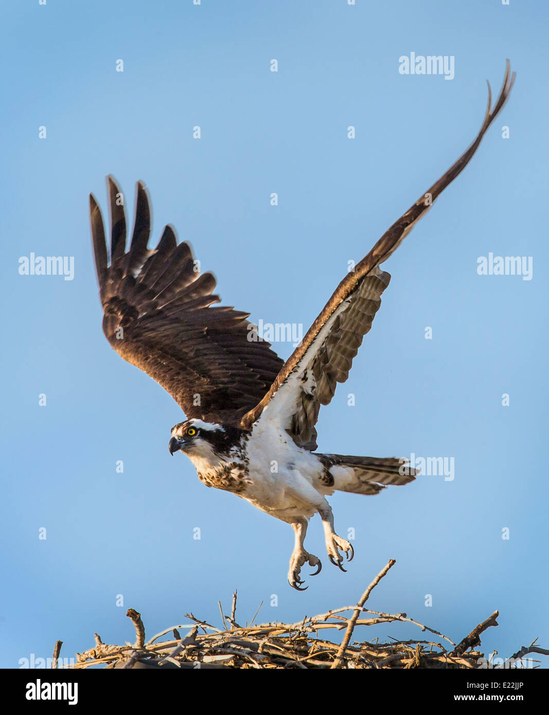 Osprey flying from nest, Pandion haliaetus, sea hawk, fish eagle, river ...