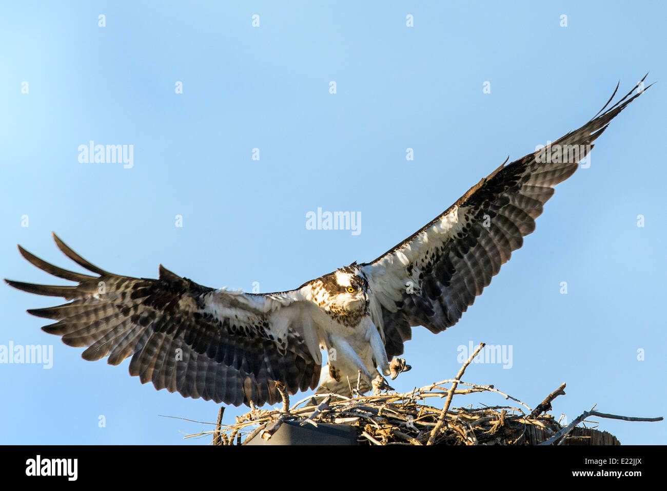 Flying bird from above hi-res stock photography and images - Alamy