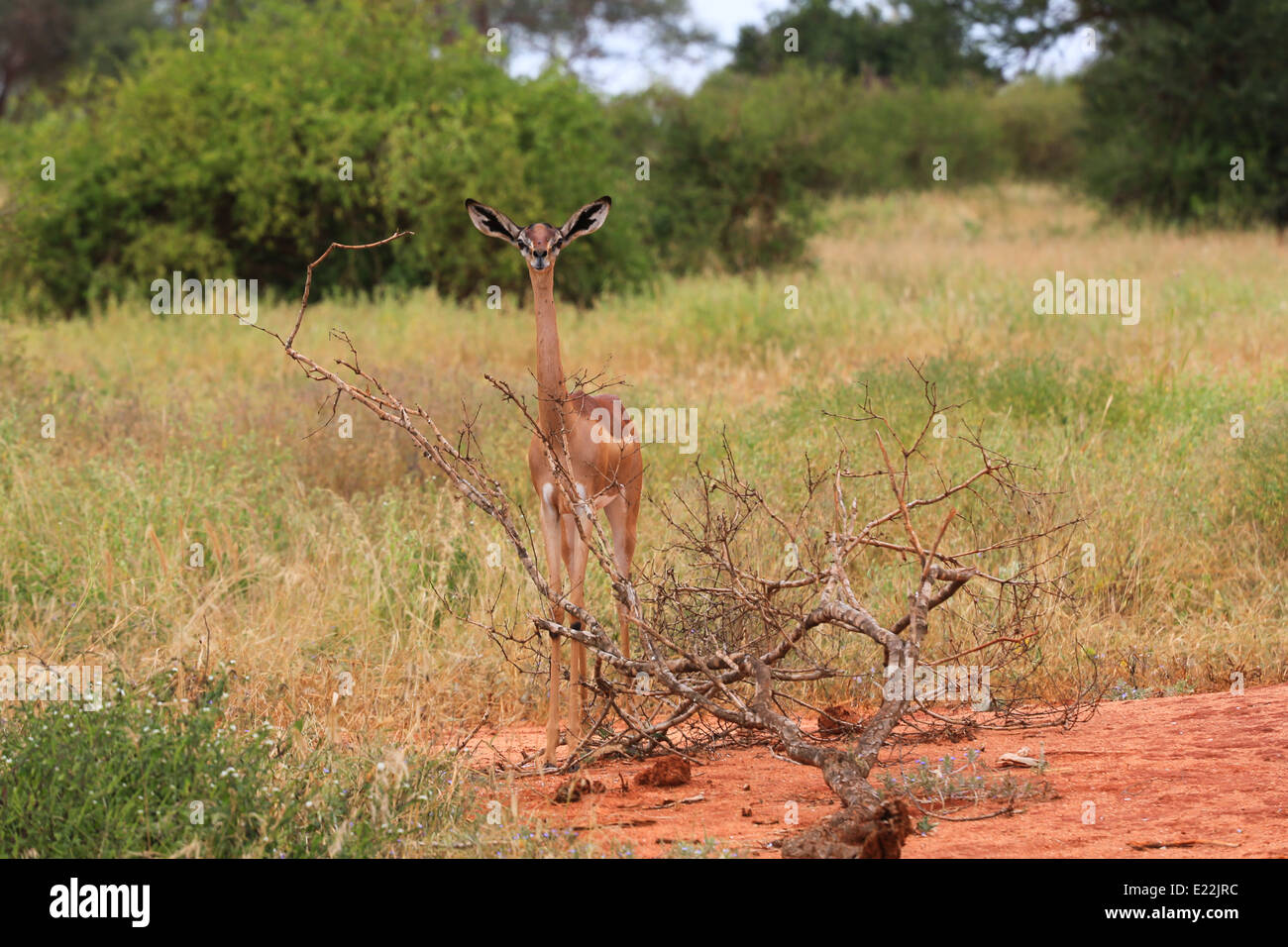 Gerenuk (Giraffe) antelope on Tsavo East National Park, 111 km ...
