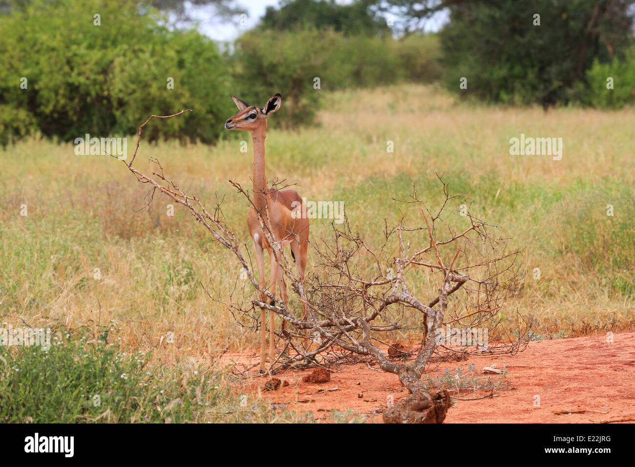 Gerenuk (Giraffe) antelope on Tsavo East National Park, 111 km ...
