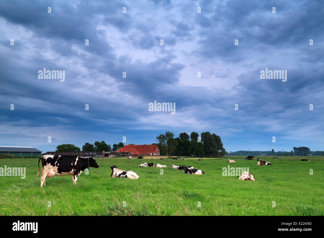 cow on pasture during clouded morning, Netherlands Stock Photo - Alamy