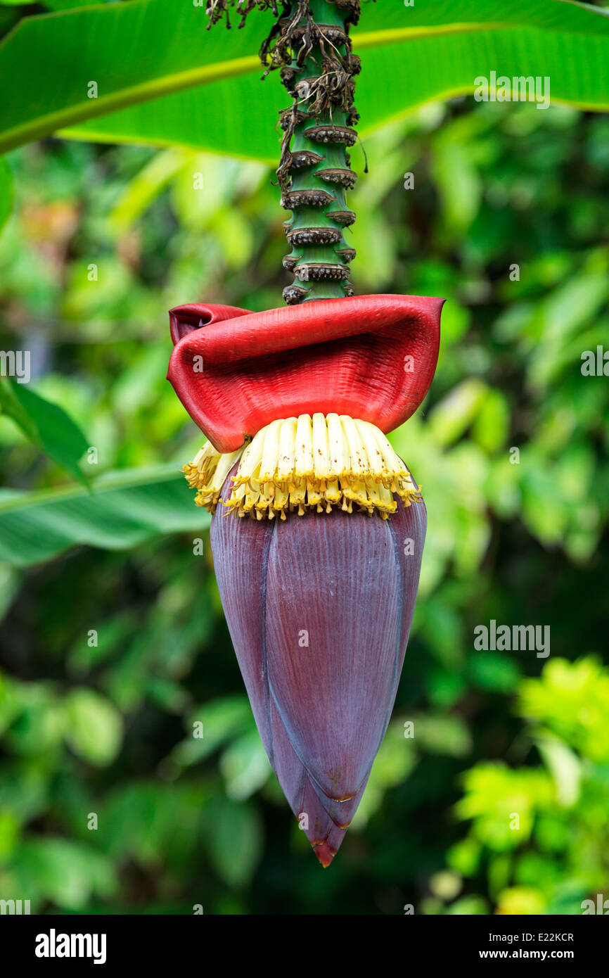 Red banana tree hi-res stock photography and images - Alamy
